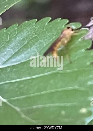 Compost Fly (Ptecticus trivittatus Stock Photo - Alamy