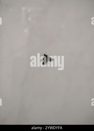 European Pepper Moth (Duponchelia fovealis), Insecta, Kosanin dol ...