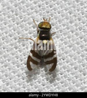 Four-barred Knapweed Gall Fly (Urophora quadrifasciata) Insecta Stock ...