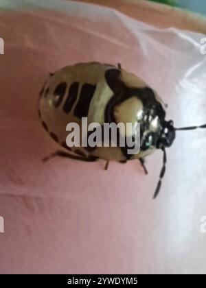 Pied shield bug (Tritomegas bicolor), Insecta, Norfolk, UK Stock Photo ...