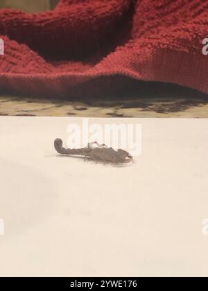 Southern Devil Scorpion (Vaejovis carolinianus Stock Photo - Alamy