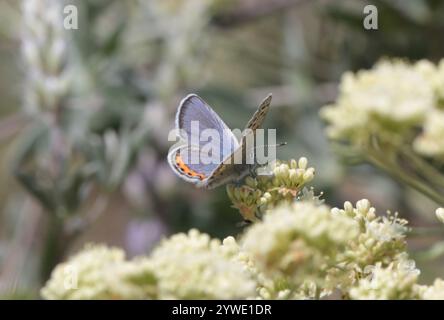 Lupine Blue (Icaricia lupini Stock Photo - Alamy