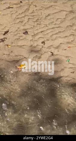 Green Metalwing (Neurobasis chinensis Stock Photo - Alamy