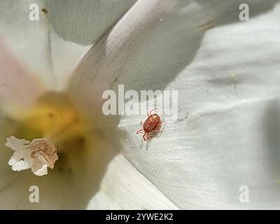 Trombidiform Mites (Trombidiformes Stock Photo - Alamy