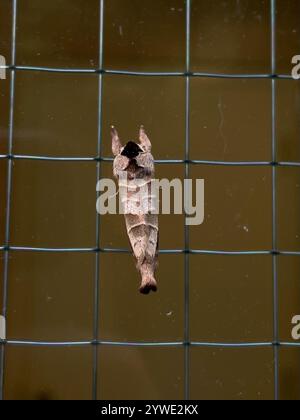 Sigmoid Prominent (Clostera albosigma Stock Photo - Alamy