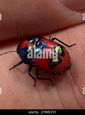Red Jewel Bug (Choerocoris paganus Stock Photo - Alamy