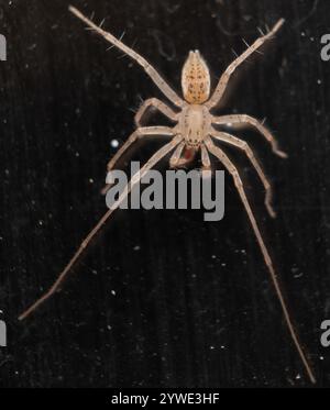 Long-legged Ghost Spider (Wulfila saltabundus) Arachnida Stock Photo ...