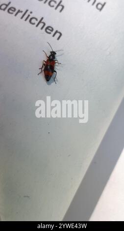 Eurasian Red-and-black Melyrid (Anthocomus equestris Stock Photo - Alamy