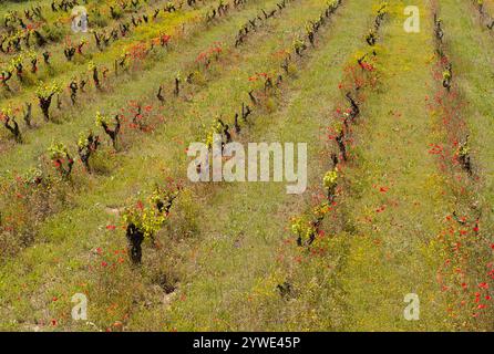 Poppies amongst vines, Oppède, Vaucluse department, France Stock Photo ...