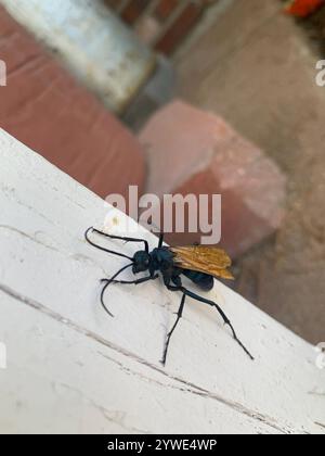 New World Tarantula-hawk Wasps (Pepsis Stock Photo - Alamy