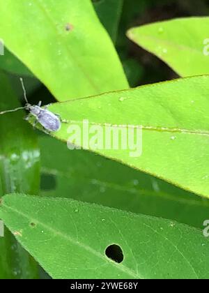 Asian Oak Weevil (Cyrtepistomus castaneus Stock Photo - Alamy