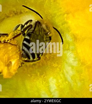Pruinose Squash Bee (Peponapis pruinosa Stock Photo - Alamy