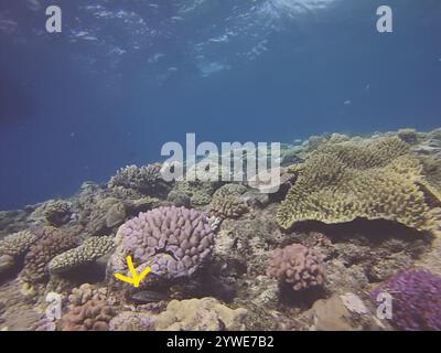 Ray-finned Fishes (Actinopterygii) Actinopterygii Stock Photo - Alamy