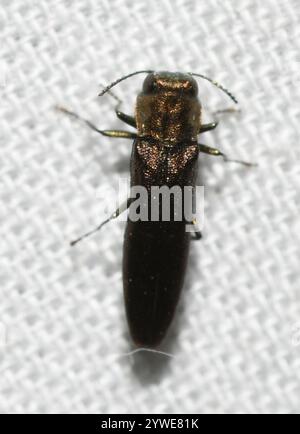 Dogwood Agrilus (Agrilus cephalicus Stock Photo - Alamy