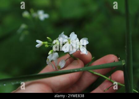 seaside bittercress (Cardamine angulata Stock Photo - Alamy