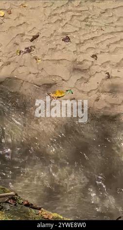 Green Metalwing (Neurobasis chinensis Stock Photo - Alamy