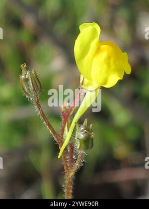 Ballast Toadflax (Linaria spartea Stock Photo - Alamy