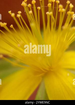 Hypericum ellipticum Hypericum ellipticum Stock Photo - Alamy