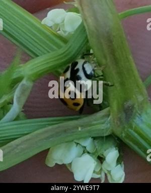 Notated Lady Beetle (Ceratomegilla notata Stock Photo - Alamy