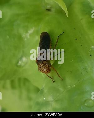 Oncometopia orbona, Broad headed Sharpshooter nymph Stock Photo - Alamy