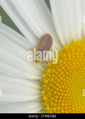 Raspberry Fruitworm Beetle (Byturus unicolor Stock Photo - Alamy