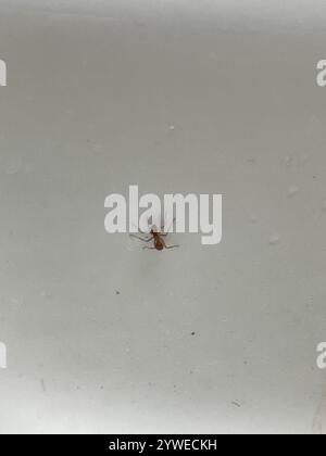 Chestnut Carpenter Ant (Camponotus castaneus Stock Photo - Alamy