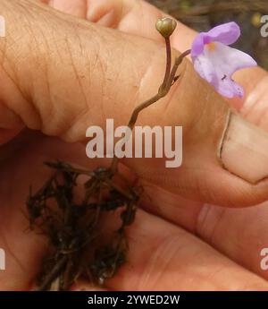 Purple Bladderwort (Utricularia purpurea Stock Photo - Alamy