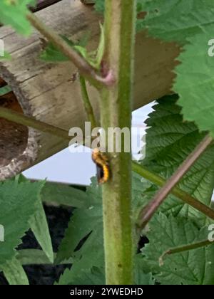 Broad-Headed Sharpshooter (Oncometopia orbona) roosting on a leaf, side ...