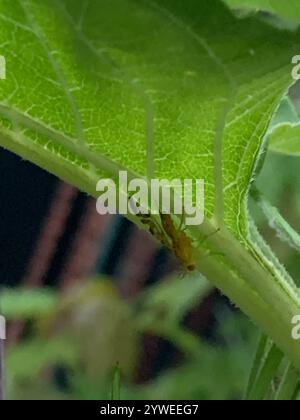 Sunflower Maggot Fly (Strauzia longipennis Stock Photo - Alamy