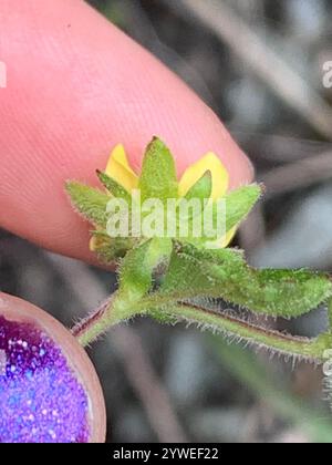 sticky cinquefoil (Drymocallis glandulosa Stock Photo - Alamy