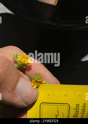 pappose tarplant (Centromadia parryi parryi Stock Photo - Alamy