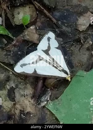 Leconte's Haploa Moth (Haploa lecontei Stock Photo - Alamy