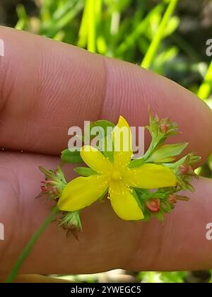 Hypericum ellipticum Hypericum ellipticum Stock Photo - Alamy