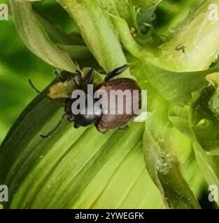 Western Grape Rootworm (Bromius obscurus Stock Photo - Alamy