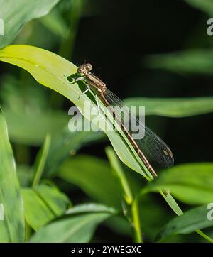 Variable Dancer (Argia fumipennis Stock Photo - Alamy