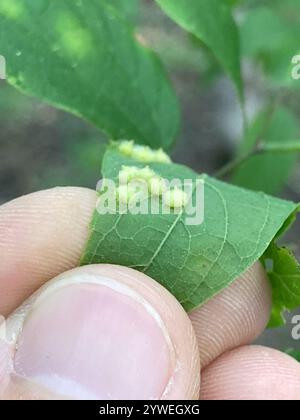 Hackberry Rosette Gall Midge (Celticecis capsularis Stock Photo - Alamy