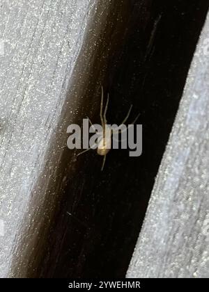 White-striped Running Crab Spider (Philodromus rufus Stock Photo - Alamy