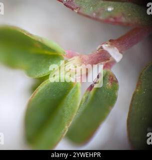 Southern Seaside Spurge (Euphorbia bombensis Stock Photo - Alamy