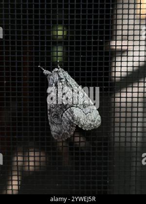 Brother Moth (Raphia frater Stock Photo - Alamy