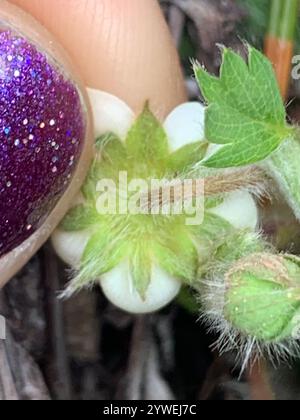 Cascades Strawberry (Fragaria cascadensis Stock Photo - Alamy