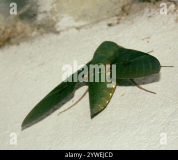 Gaudy Sphinx (Eumorpha labruscae Stock Photo - Alamy