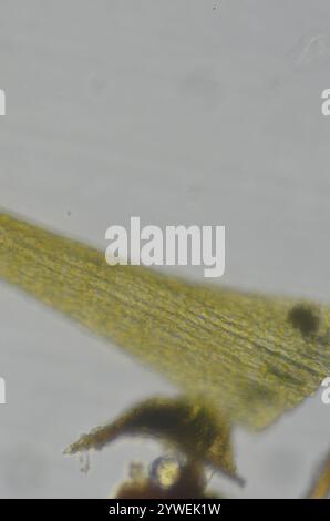 joint-toothed mosses (Bryopsida Stock Photo - Alamy