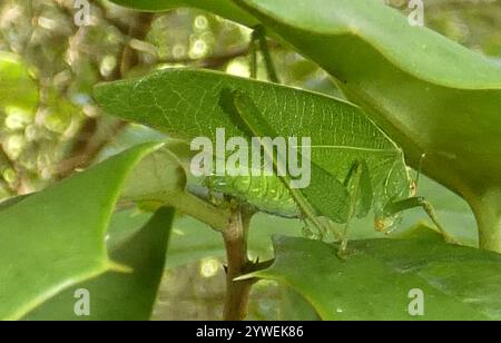 Modest Katydid (Montezumina modesta Stock Photo - Alamy