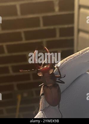 Giant Stag Beetle (Lucanus elaphus) Insecta Stock Photo - Alamy