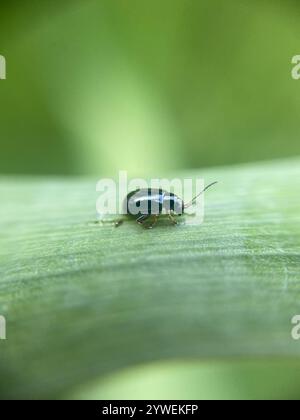 Iris Flea Beetle (Aphthona nonstriata Stock Photo - Alamy