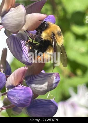 Red-belted Bumble Bee (Bombus rufocinctus), Insecta, Kootenay Boundary ...