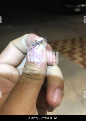 Gallinipper (Psorophora ciliata Stock Photo - Alamy