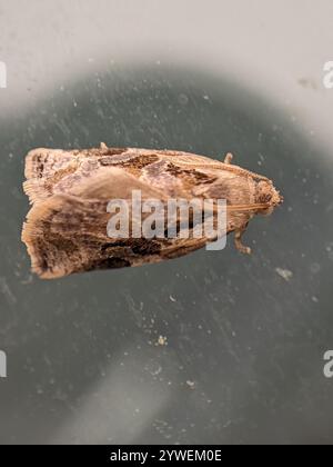 Gray Archips Moth (Archips grisea Stock Photo - Alamy