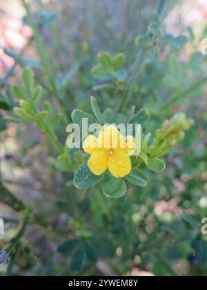 Wild Jasmine (Chrysojasminum fruticans Stock Photo - Alamy