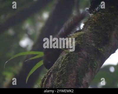 Neotropical Dwarf Squirrels (Microsciurus Stock Photo - Alamy